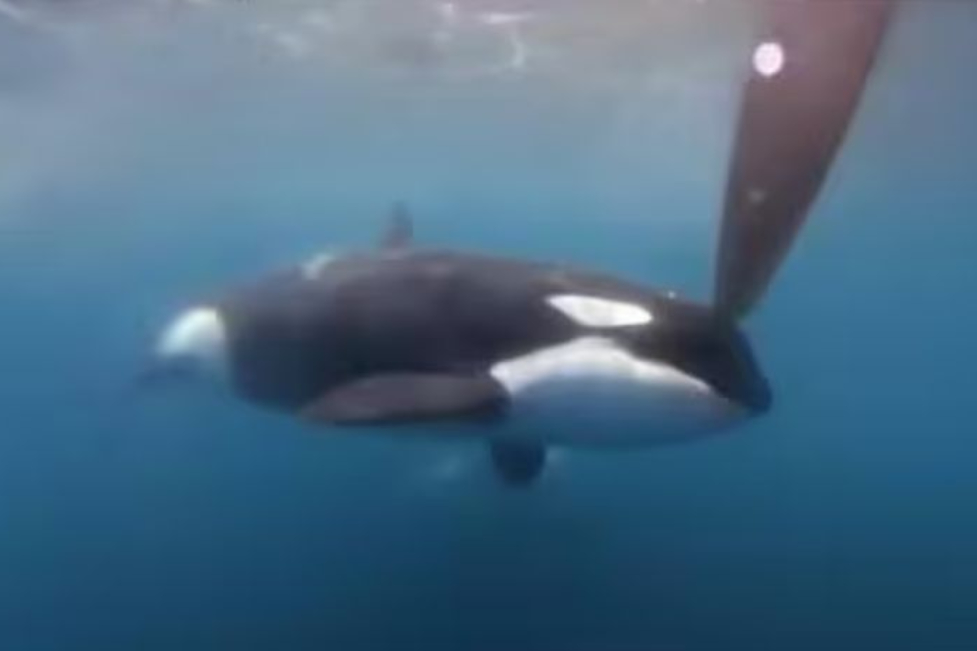 Grupo de orcas atacan a veleros de Ocean Race | MARCA México