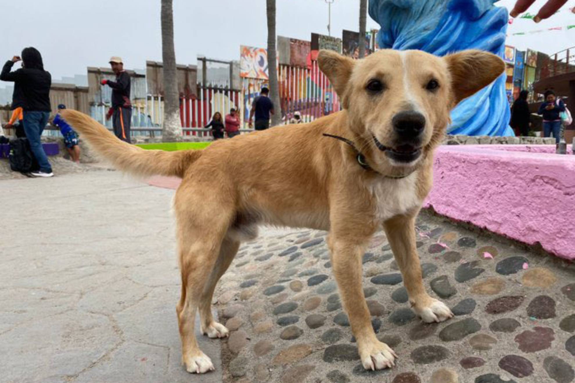 Cuanto Tiempo Se Queda Un Perro En Cuarentena En Estados Unidos Cuanto Tiempo Se Queda Un Perro En Cuarentena En Estados Unidos
