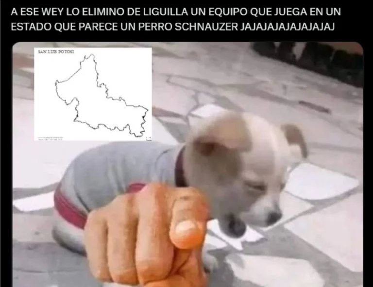 Ese es san luis, el perrito de méxico, con todo... | MARCA.com