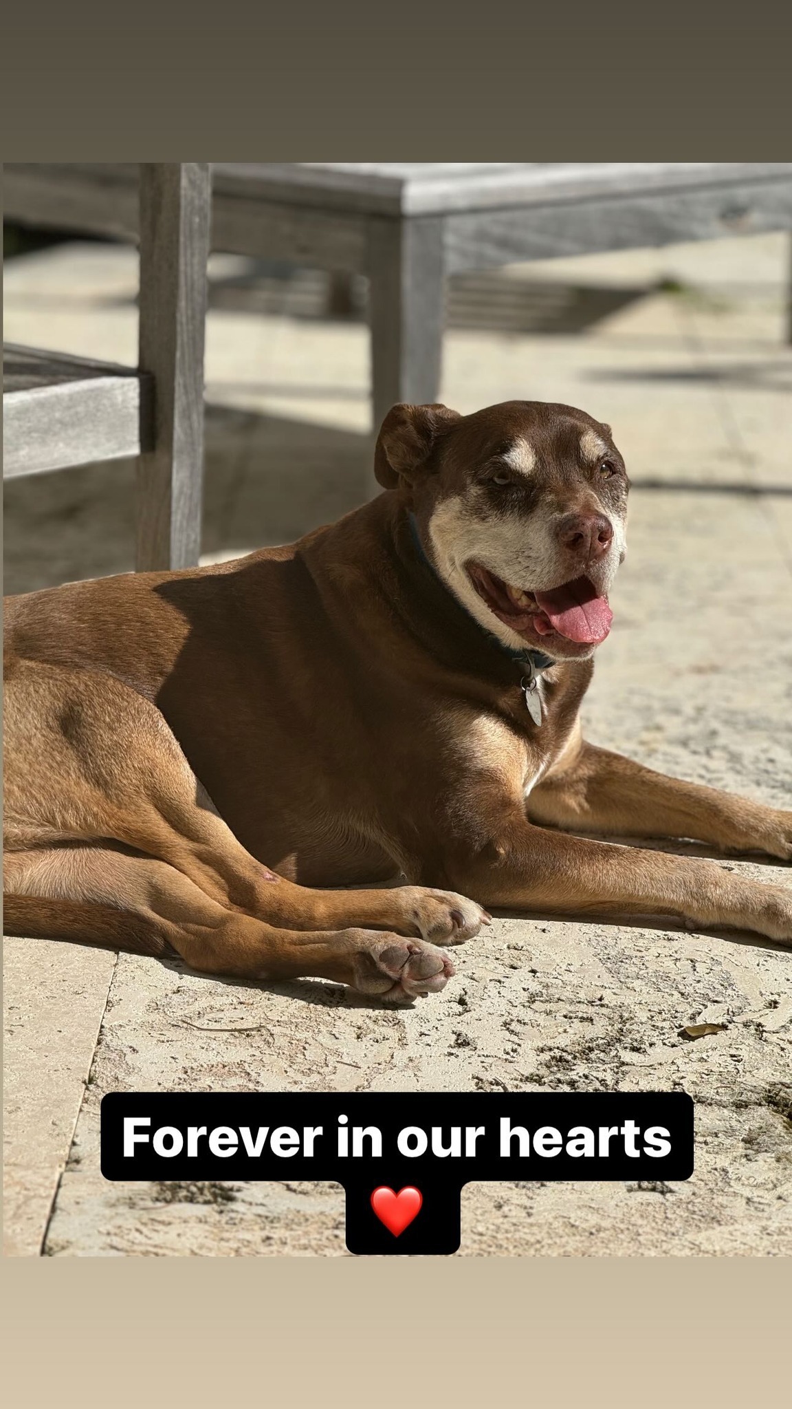 Tom Brady y Gisele Bundchen de luto previo a Navidad: Muere su perra ...