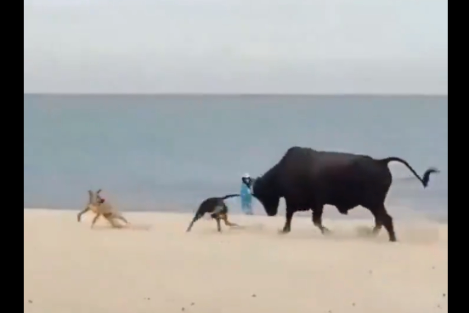 Toro embiste a mujer y perros en playa de México | MARCA México