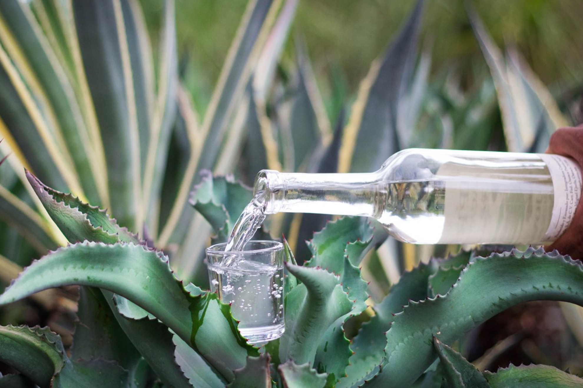 El arte de saborear el mezcal: así debes tomarlo para mejorar tu ...